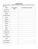 Muscle Chart - download free documents for PDF, Word and Excel