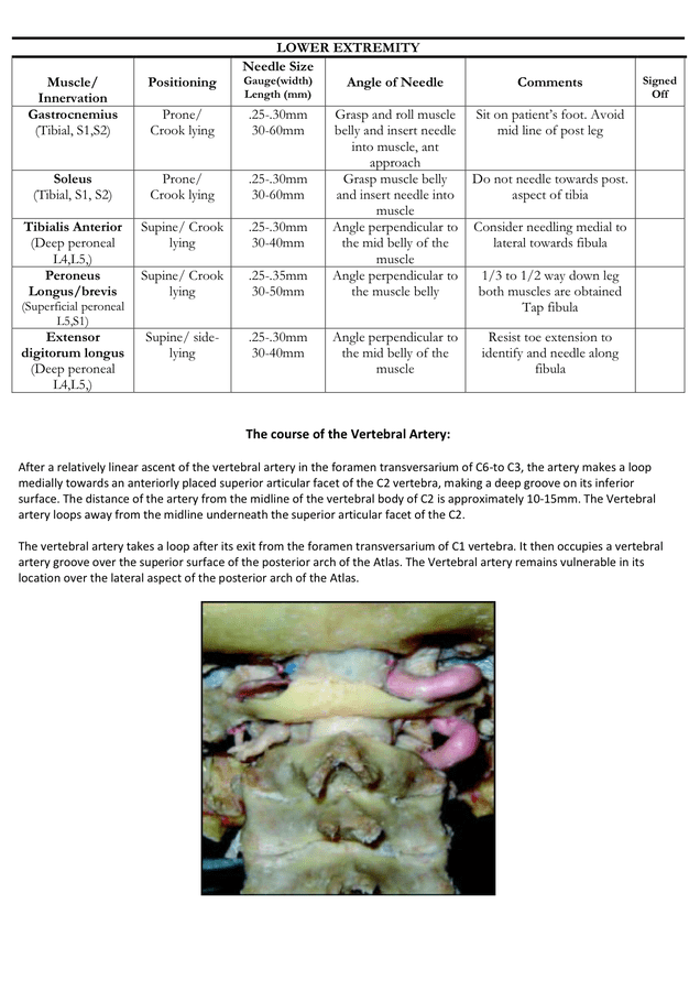 Level 1 muscle chart in Word and Pdf formats - page 6 of 6